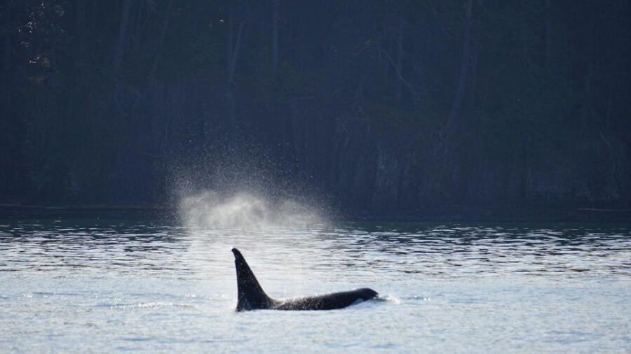 Orcas Island: Orca Whales guaranteed boat tour - Authenticity and Value