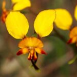 Orchids and Wildflowers Photographic Day tour from Perth - A Closer Look at What You Can Expect