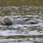 Orlando: Blue Springs Manatee Kayak Tour - Why Choose This Tour?