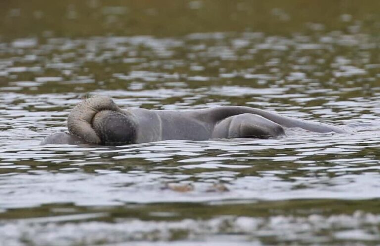 Orlando: Blue Springs Manatee Kayak Tour - Why Choose This Tour?