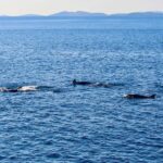 Orlando: Dolphin Clear Kayak or Paddle Board Adventure - Why This Tour Stands Out