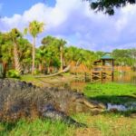 Orlando: Wild Florida Park Ticket and Gator Shows - What Can You Expect?