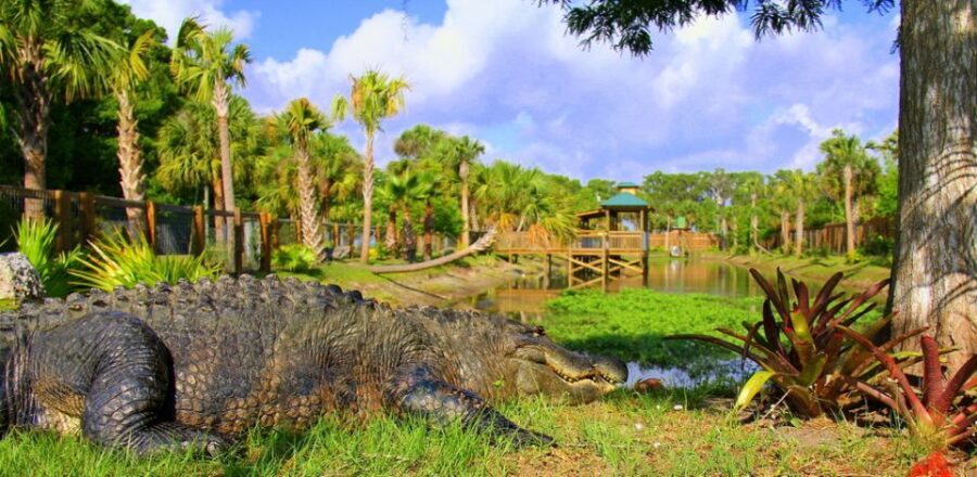 Orlando: Wild Florida Park Ticket and Gator Shows - What Can You Expect?