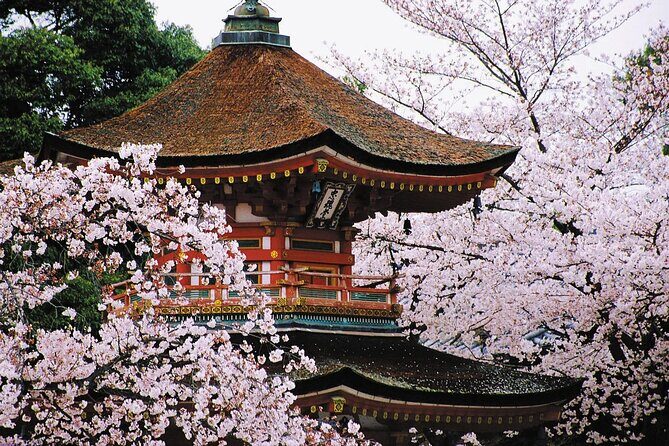 Osaka and Kansai Private Customized Day Tour - The Value for Your Money