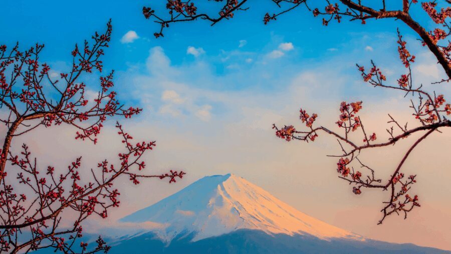 Osaka, Kyoto & Nara 5 Days Tour with Accomodation - Daily Breakdown: What to Expect