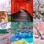 Osaka/Kyoto/Nara: Private Full-Day Sightseeing Tour - Who This Tour Is Best For