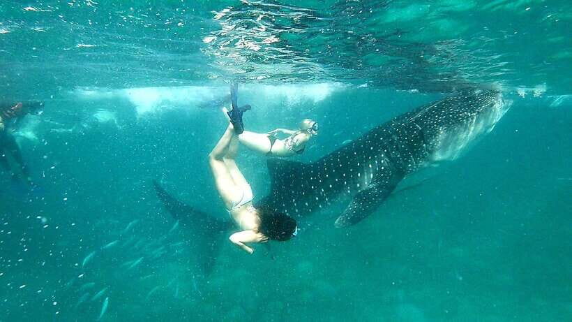 Oslob Cebu: Whale Shark Watching Day Tour - Authentic Experiences and Real Traveler Insights