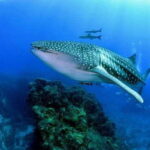 Oslob Cebu: Whaleshark Scuba Diving & Sumilon Sanctuary - What You Can Expect from the Tour