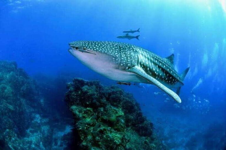 Oslob Cebu: Whaleshark Scuba Diving & Sumilon Sanctuary - What You Can Expect from the Tour