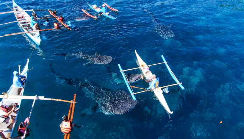 Oslob: Sumilon Sand Bar, Whale Sharks & Sardines Snorkeling - Logistics, Costs, and Practical Tips