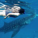Oslob Whale Shark, Aguinid Falls & Moalboal Snorkeling - The Experience from a Traveler’s Perspective