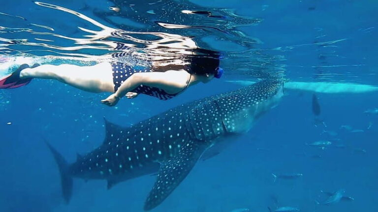 Oslob Whale Shark, Aguinid Falls & Moalboal Snorkeling - The Experience from a Traveler’s Perspective