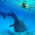 Oslob Whale Shark Snorkeling & Kawasan Canyoning Tour - The Itinerary in Detail