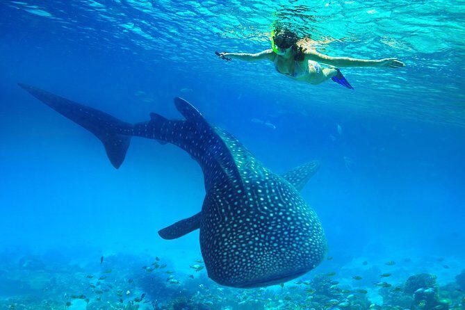 Oslob Whale Shark Snorkeling & Kawasan Canyoning Tour - The Itinerary in Detail