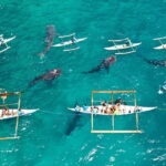 Oslob Whale Shark & Tumalog Waterfalls & Sumilon Sandbar - Who Should Consider This Tour?