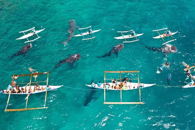 Oslob Whale Shark & Tumalog Waterfalls & Sumilon Sandbar - Who Should Consider This Tour?