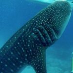 Oslob Whale Shark watching + Canyoneering Adventure Tour - Authentic Experiences and Real Traveler Insights