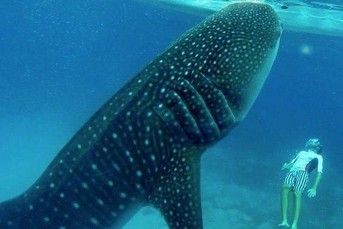 Oslob Whale Shark watching + Canyoneering Adventure Tour - Authentic Experiences and Real Traveler Insights