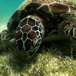 Oslob: Whale Sharks, Inambakan Falls & Moalboal Sardines - Key Points