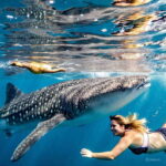 Oslob whaleshark watching & Tumalog falls & sardines run - Who Should Consider This Tour?