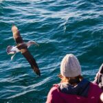 Otago Harbour Wildlife Cruise (Dunedin Shore Excursion) - FAQs