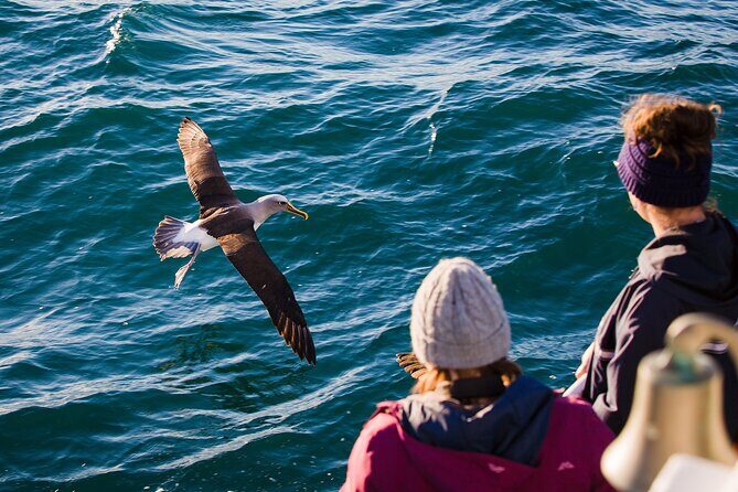 Otago Harbour Wildlife Cruise (Dunedin Shore Excursion) - FAQs
