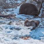 Ottawa: Guided Nature Walk & Wildlife Tour with Hotel Pickup - In-Depth Look at the Experience