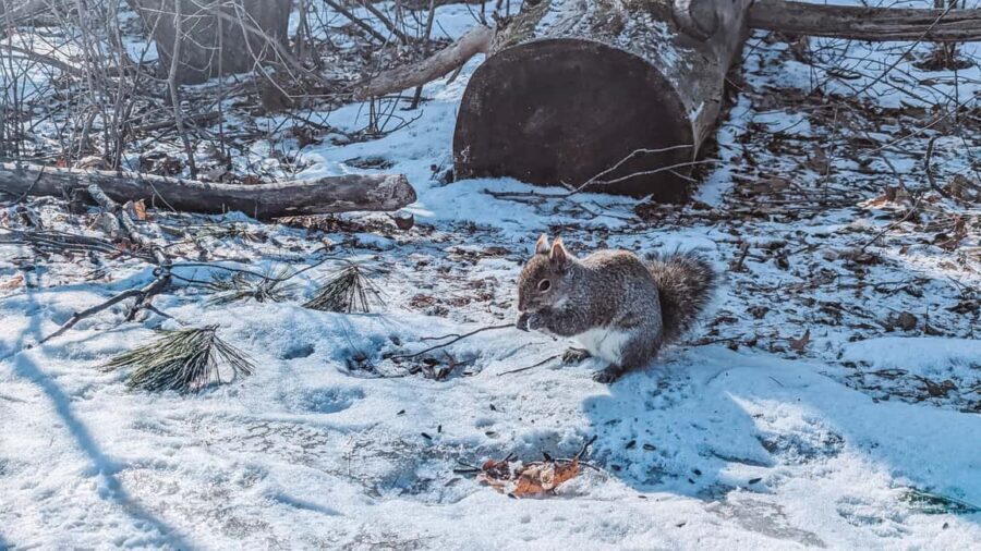 Ottawa: Guided Nature Walk & Wildlife Tour with Hotel Pickup - In-Depth Look at the Experience