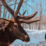 Ottawa: Private Wildlife Adventure Safari in Parc Omega - Authentic Feedback from Travelers