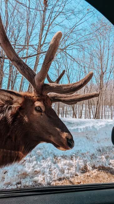Ottawa: Private Wildlife Adventure Safari in Parc Omega - Authentic Feedback from Travelers