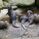 Otter Experience at Melbourne Zoo - excl. entry - The Value of the Experience