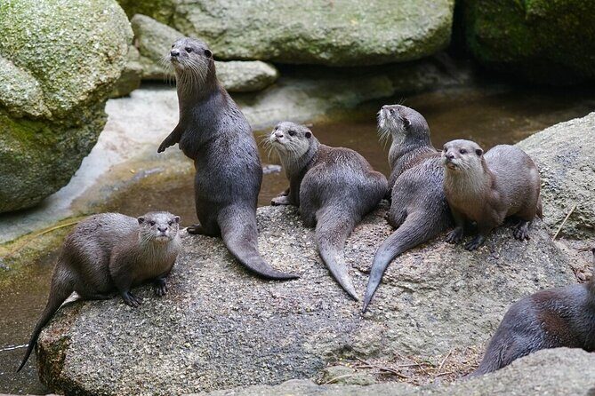 Otter Experience at Melbourne Zoo - excl. entry - The Value of the Experience