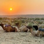 Over Nights Camel Safari Non Touristic 02:30PM - Authentic Encounters Beyond the Tour