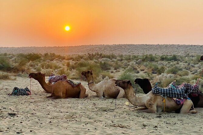 Over Nights Camel Safari Non Touristic 02:30PM - Authentic Encounters Beyond the Tour