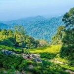 Overnight All-Inclusive Tea Plantation Adventure in Kandy - A Detailed Look at the Itinerary