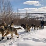 Overnight Dog Sledding Adventure - What to Expect on Your Sled Dog Adventure