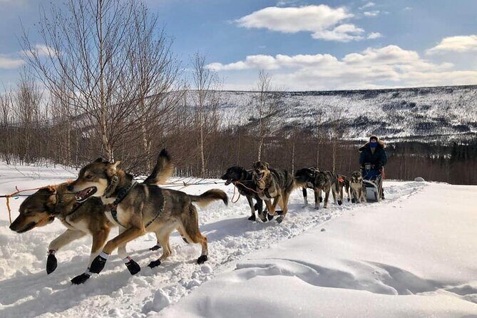 Overnight Dog Sledding Adventure - What to Expect on Your Sled Dog Adventure