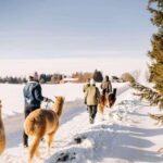 Oxford County, ON: Alpaca Farm Walk & Learning Experience - Evaluating the Value