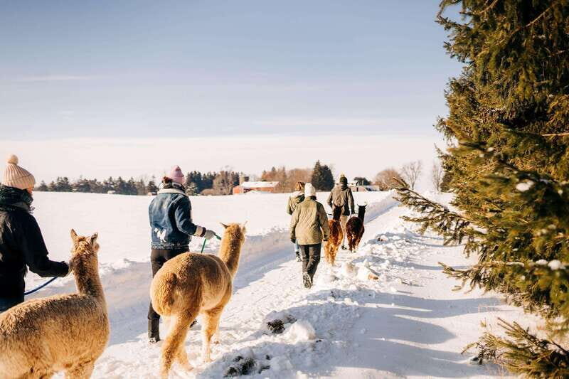 Oxford County, ON: Alpaca Farm Walk & Learning Experience - Evaluating the Value