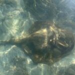 Paddle Board Picnic Peanut Island Palm Beach Singer Island - What to Expect: A Deep Dive