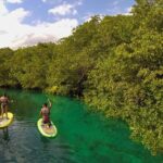 Paddleboard Cenote Tour - What to Expect During the Tour