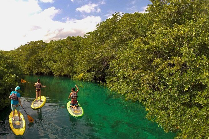Paddleboard Cenote Tour - What to Expect During the Tour