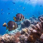 PADI Advanced Open Water Course Kota Kinabalu - Who Is This Tour Best Suited For?