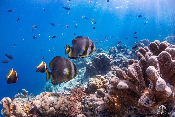 PADI Advanced Open Water Course Kota Kinabalu - Who Is This Tour Best Suited For?