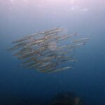 PADI Discover Scuba 2 Times Diving Phuket - Authentic Insights from Past Participants