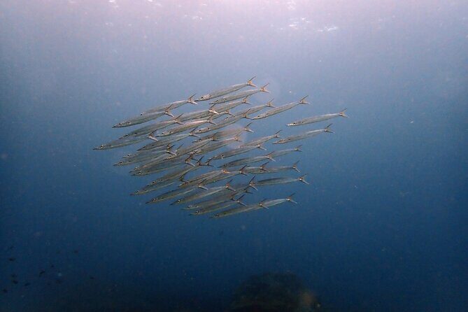PADI Discover Scuba 2 Times Diving Phuket - Authentic Insights from Past Participants