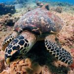 PADI Discover Scuba Diving for Beginners (Non Certified Divers) - Analyzing the Value