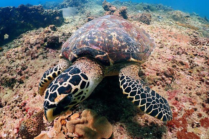 PADI Discover Scuba Diving for Beginners (Non Certified Divers) - Analyzing the Value