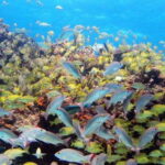 PADI Discover Scuba Diving for divers without certification - What It Means For You