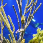 PADI Discover Scuba Diving Program in the Riviera Maya - Theoretical Foundations and Pool Practice